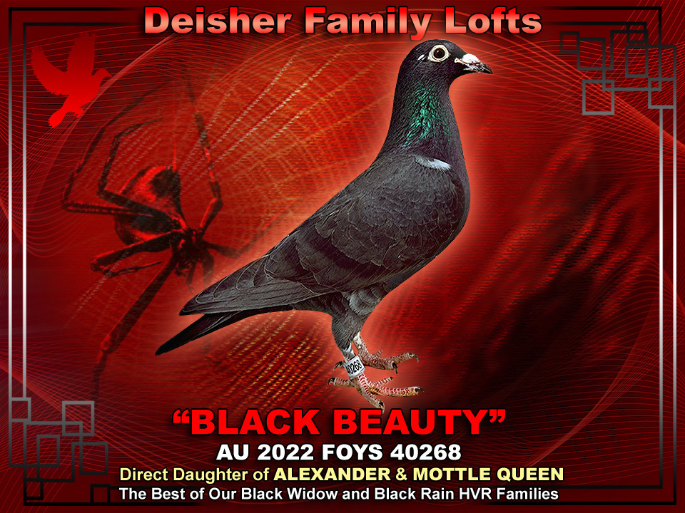 iPigeon.com - Racing Pigeon Auction