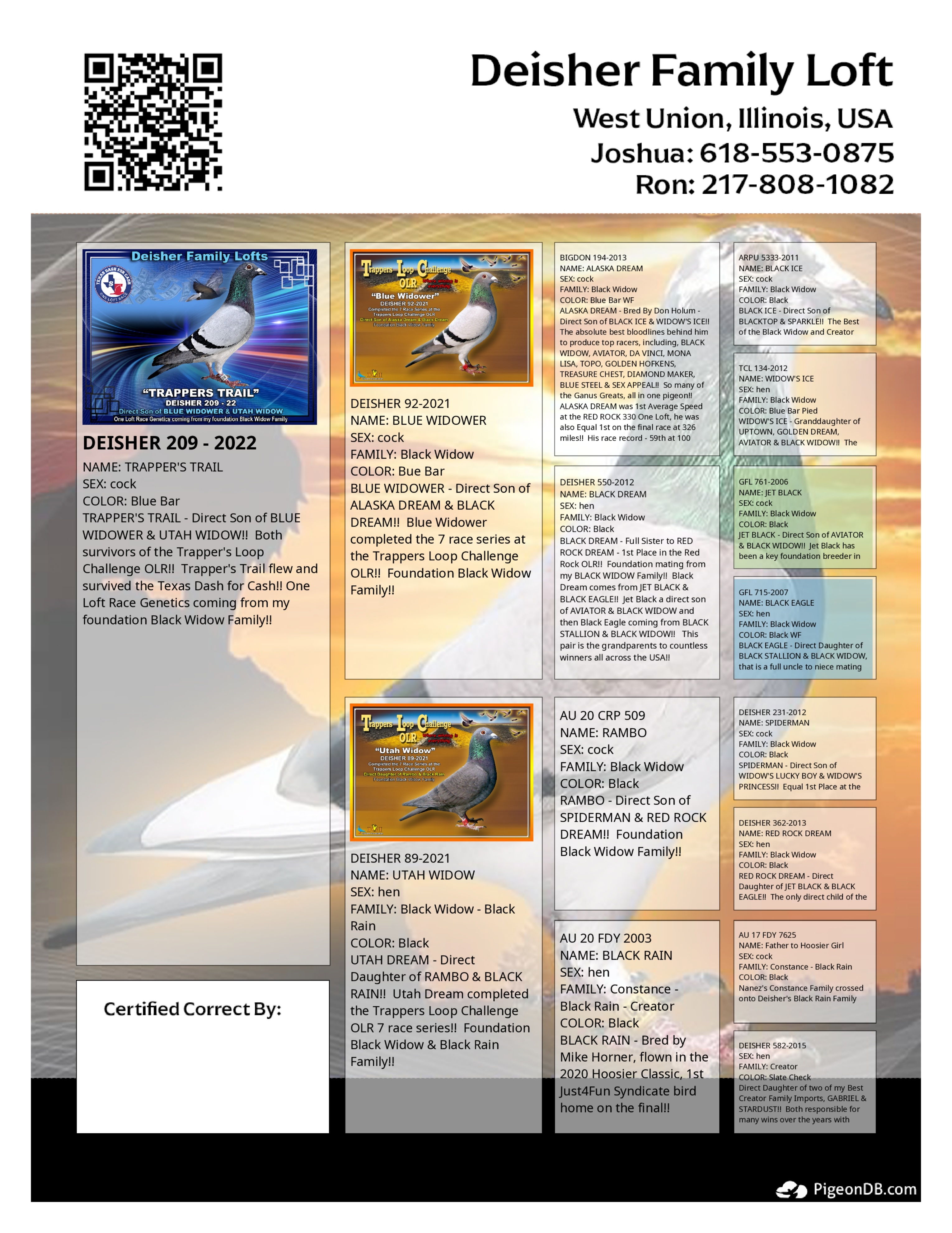 iPigeon.com - Racing Pigeon Auction