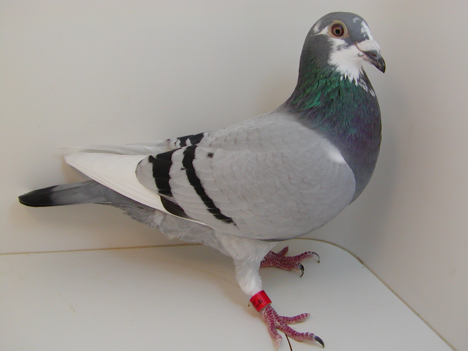 iPigeon.com - Racing Pigeon Auction