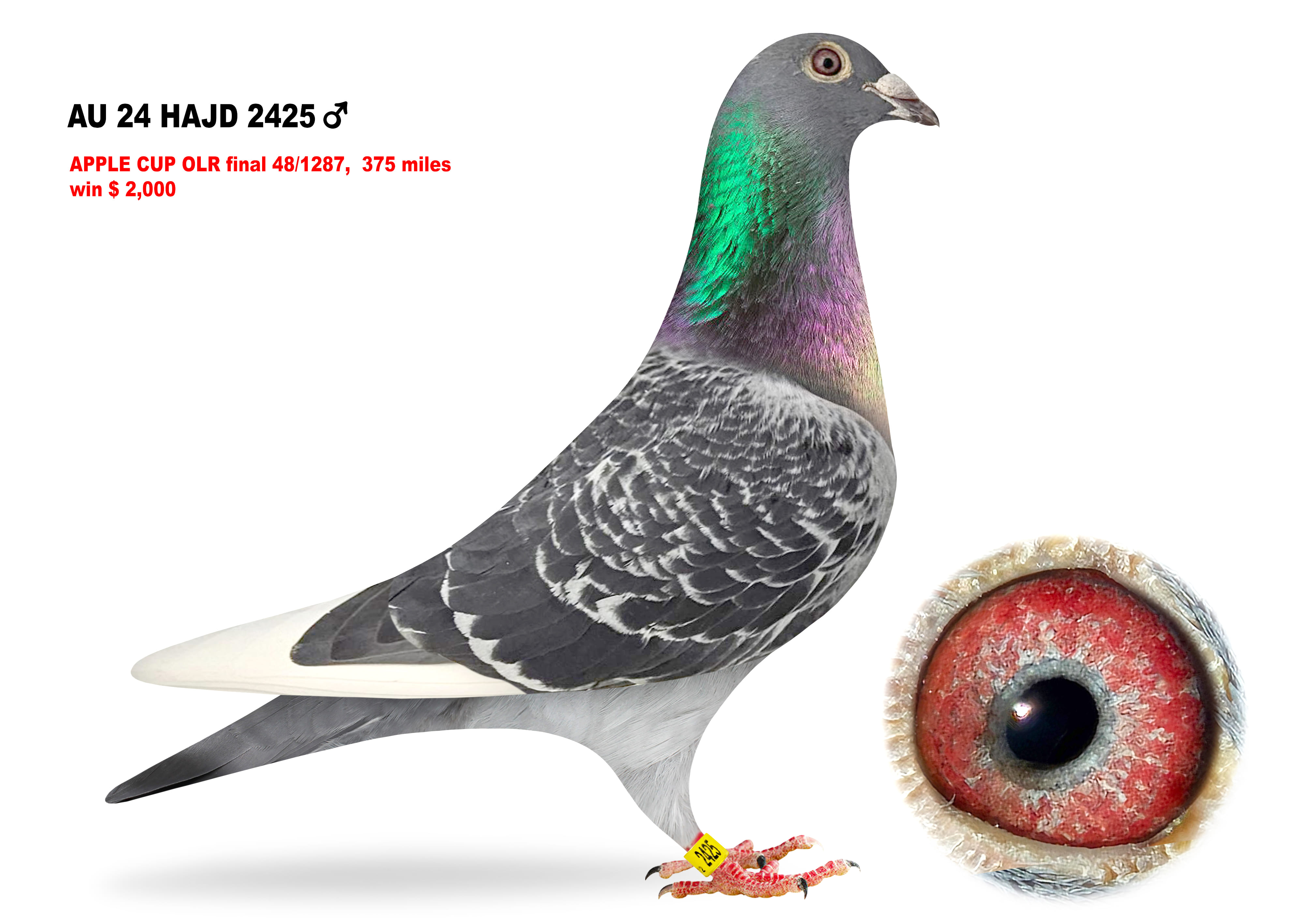 iPigeon.com - Racing Pigeon Auction