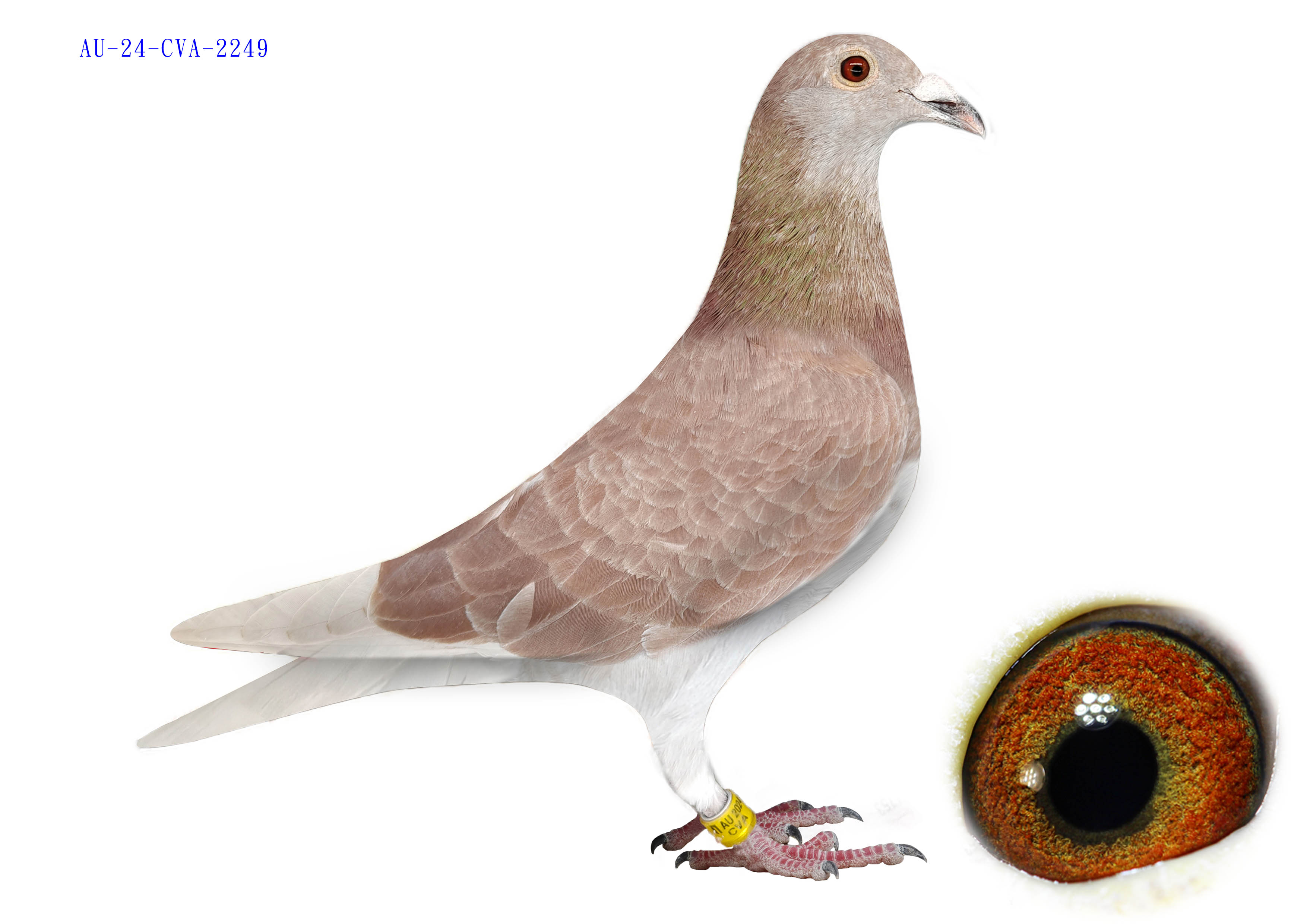 iPigeon.com - Racing Pigeon Auction