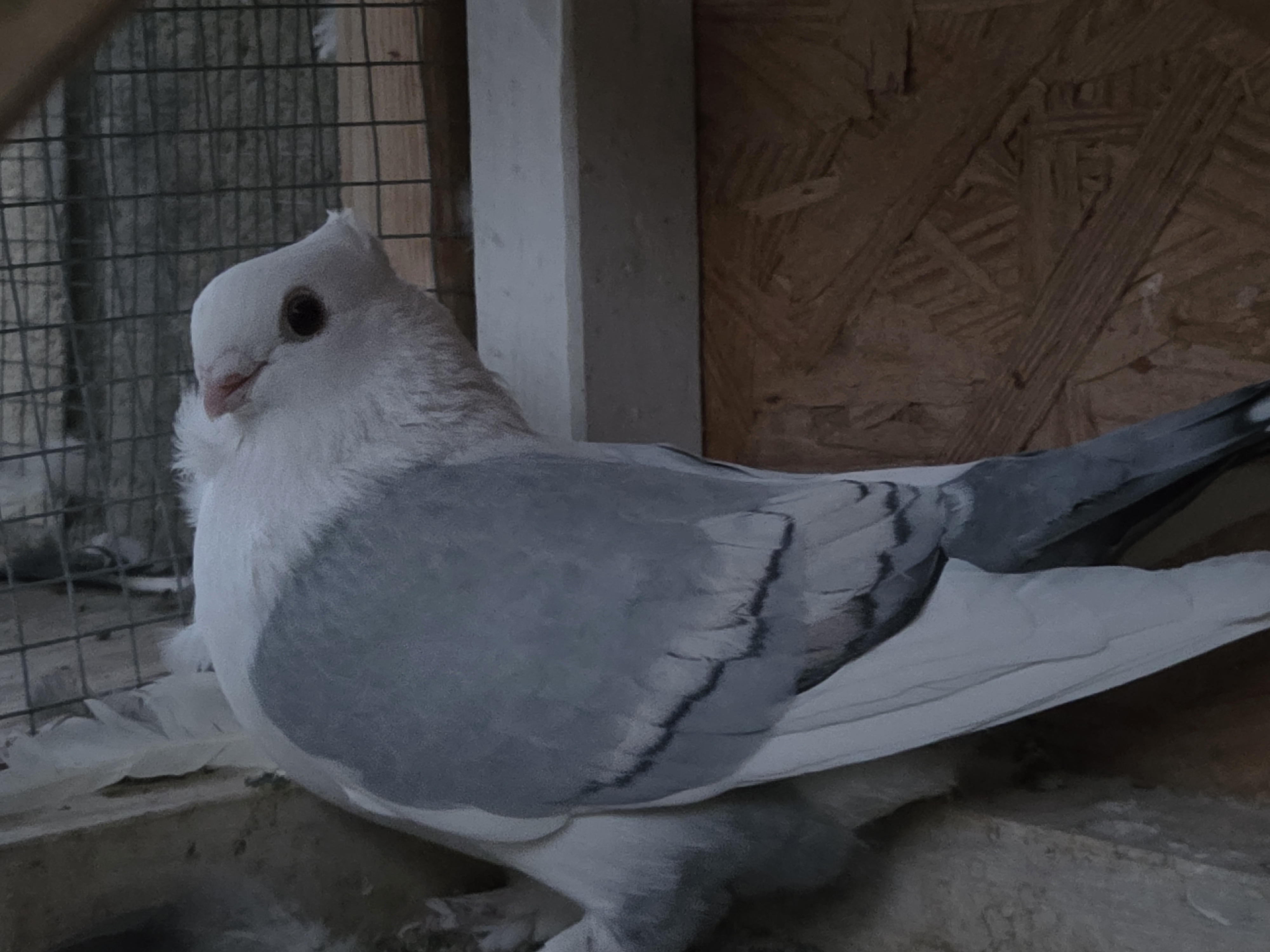 iPigeon.com - Racing Pigeon Auction