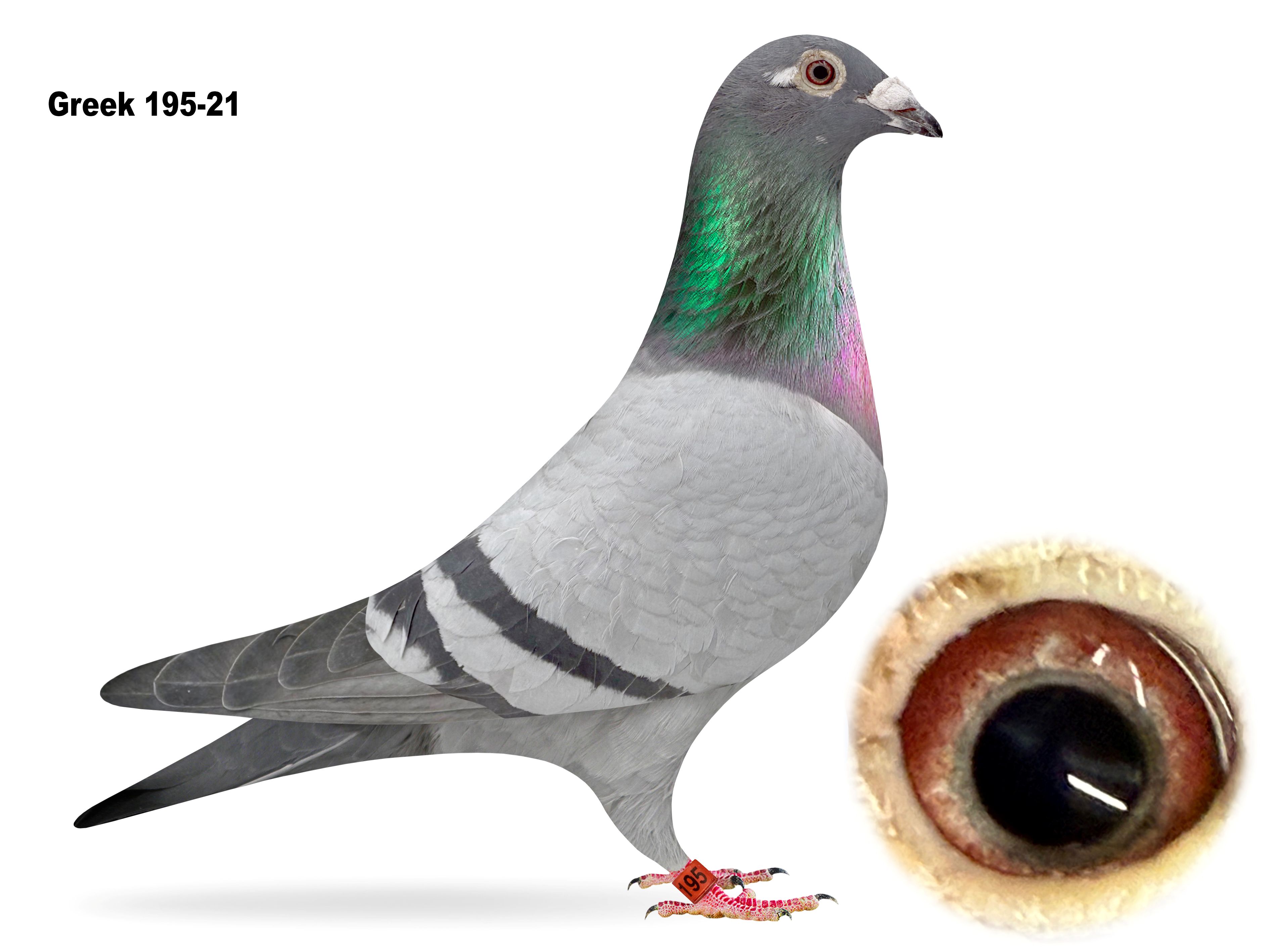 iPigeon.com - Racing Pigeon Auction