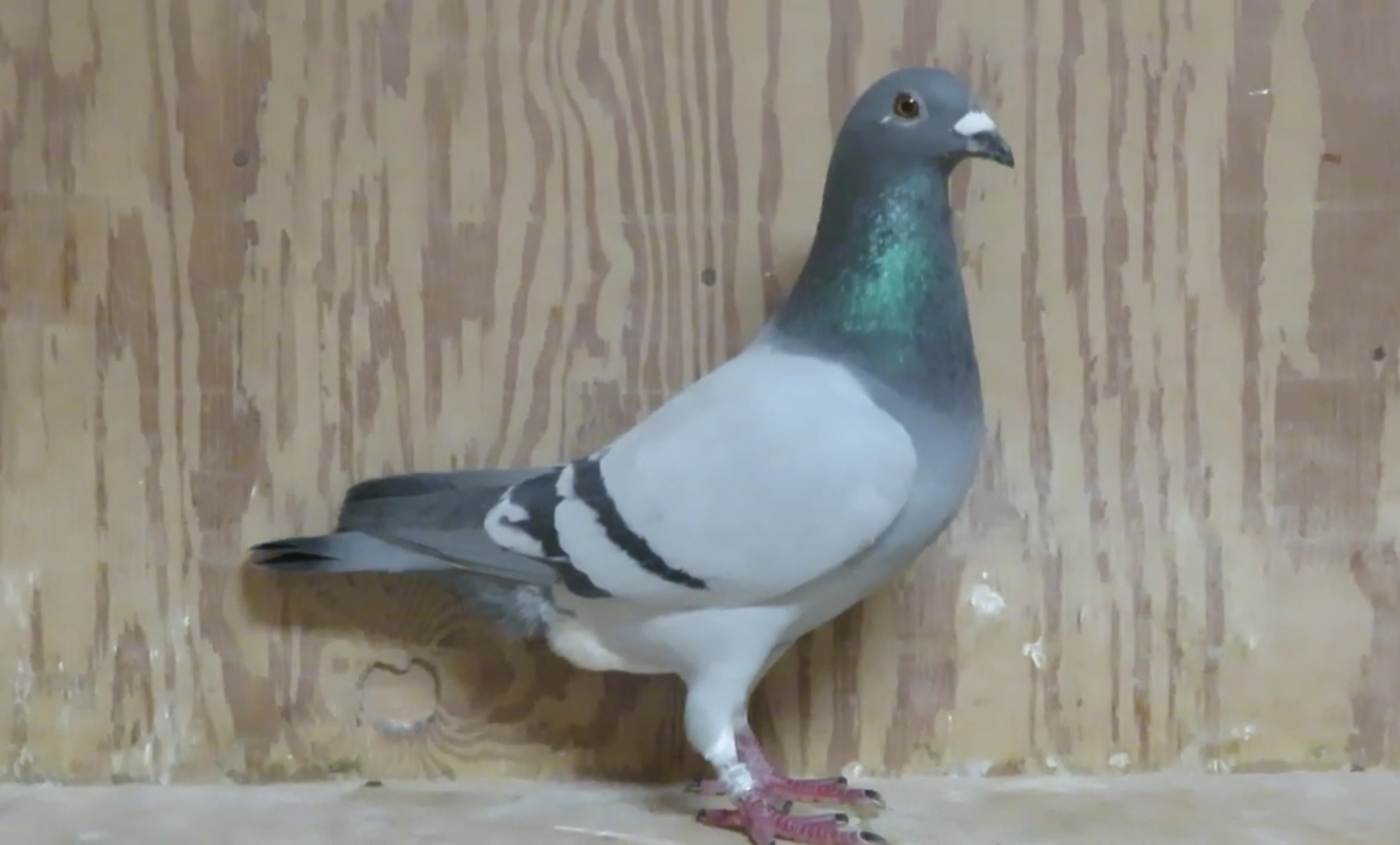 iPigeon.com - Racing Pigeon Auction