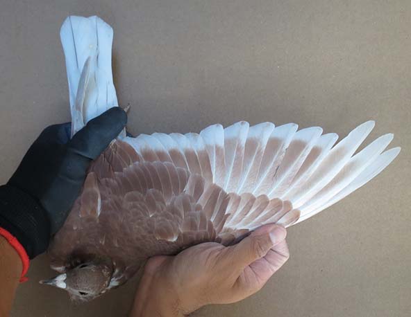 iPigeon.com - Racing Pigeon Auction