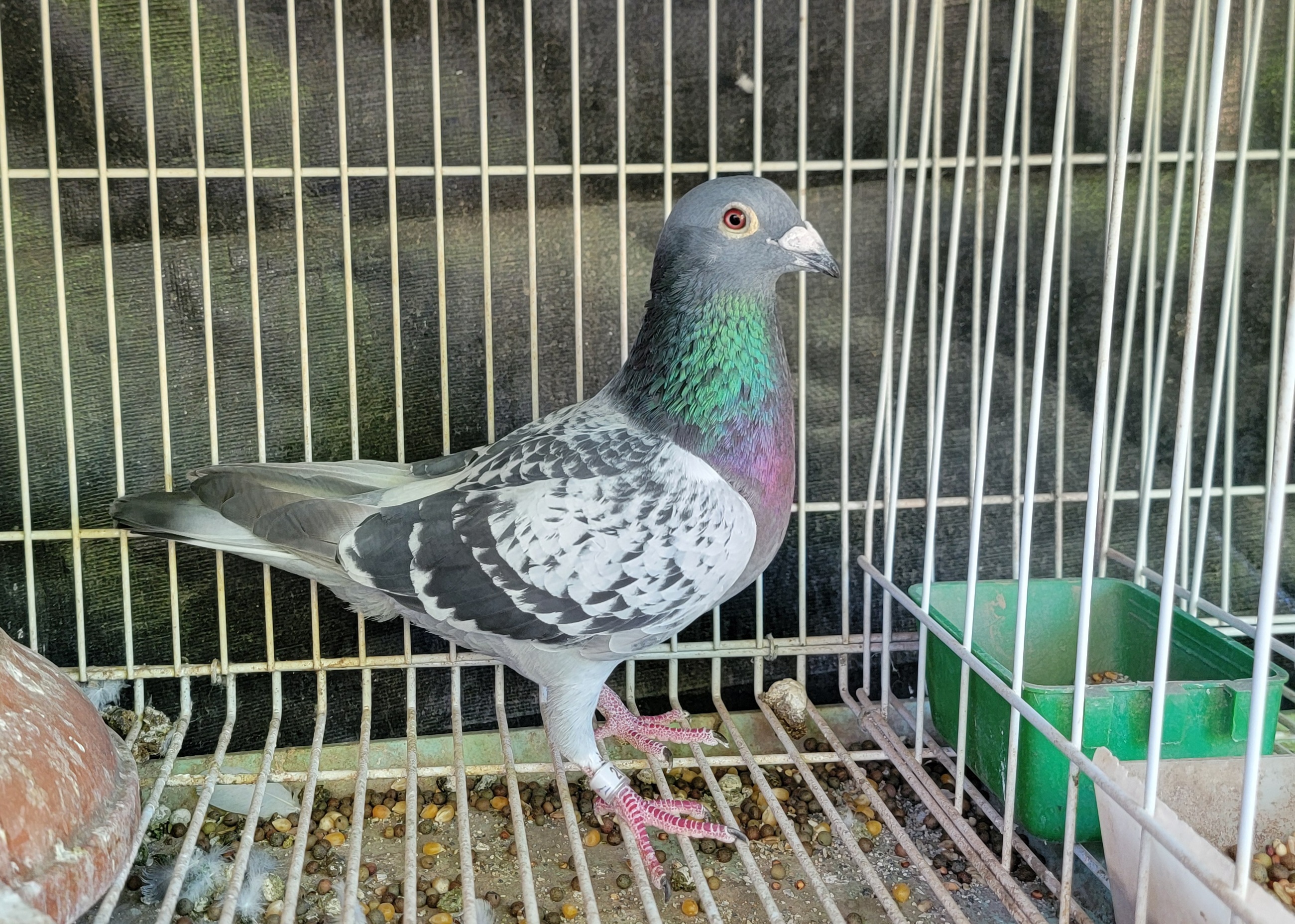 iPigeon.com - Racing Pigeon Auction