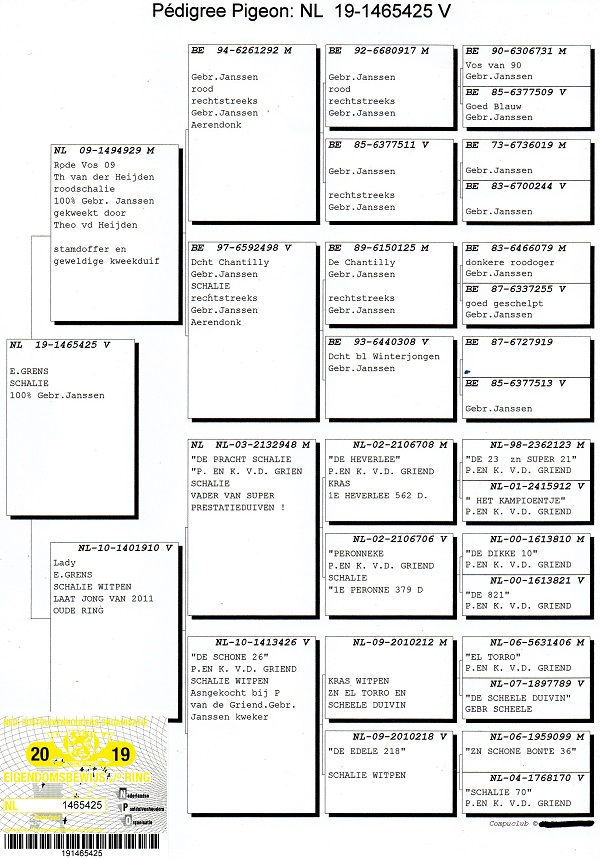 iPigeon.com - Racing Pigeon Auction