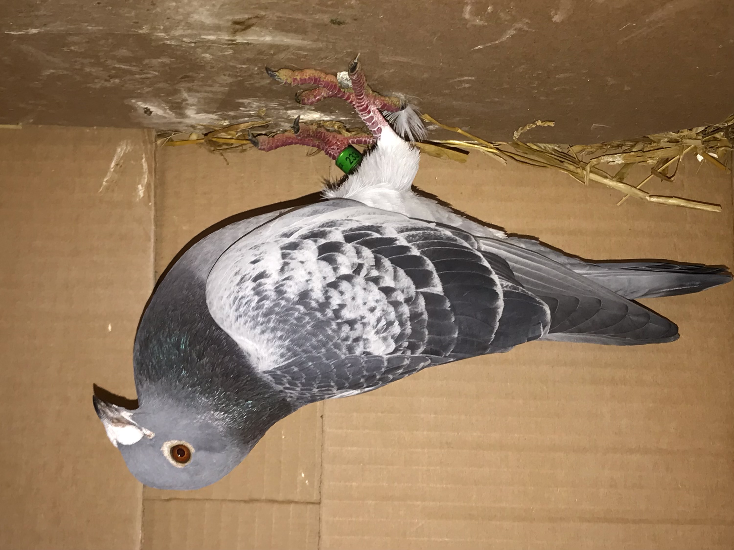 iPigeon.com - Racing Pigeon Auction