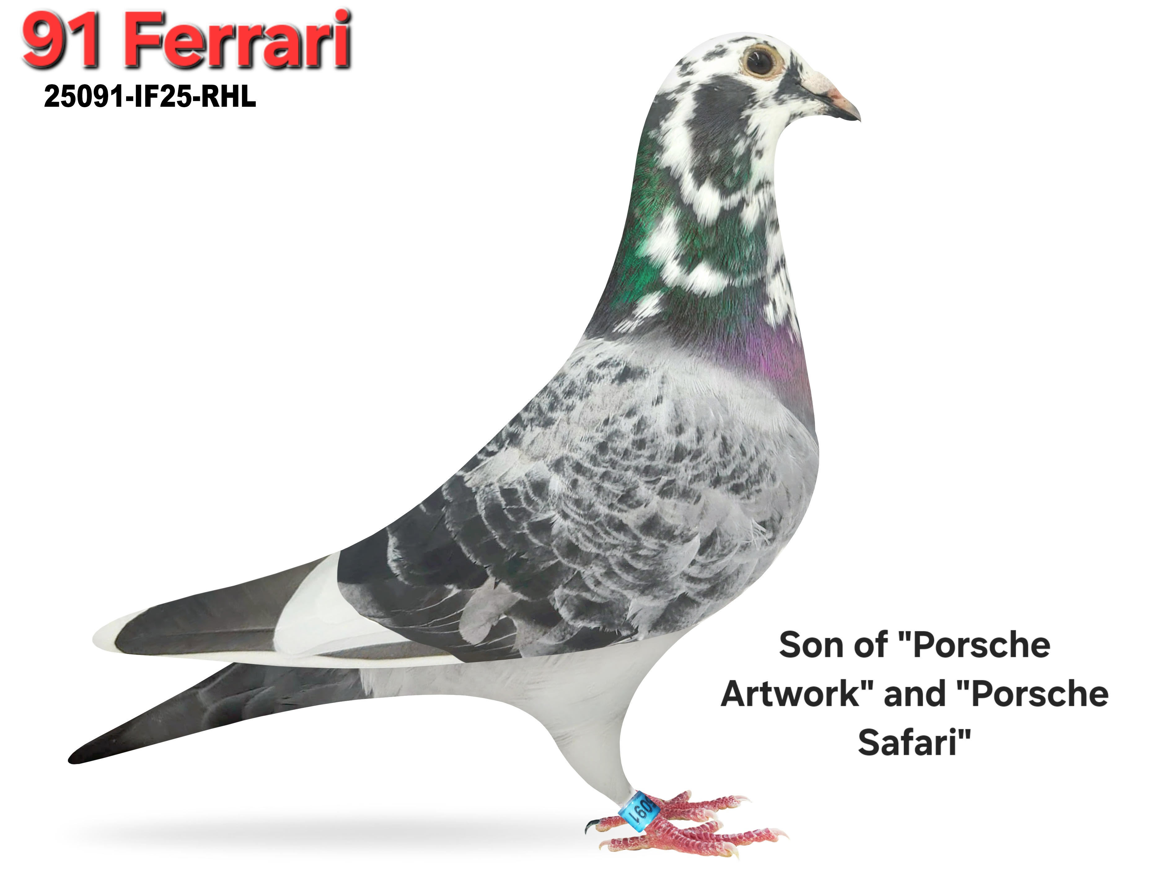 iPigeon.com - Racing Pigeon Auction