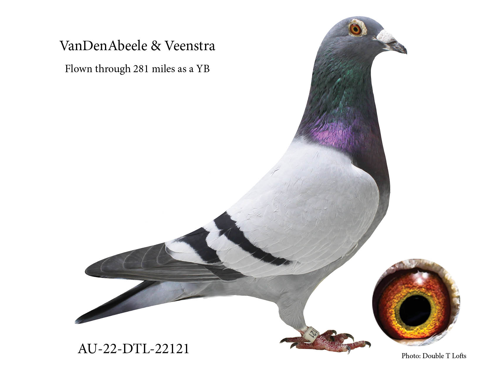 iPigeon.com - Racing Pigeon Auction