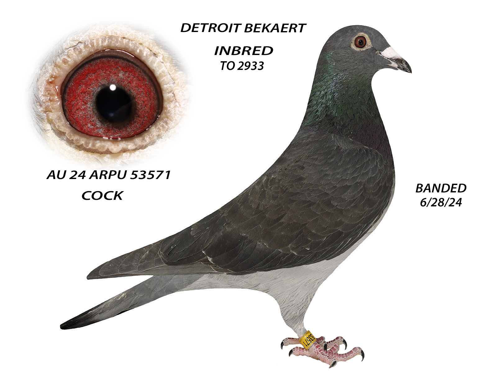 iPigeon.com - Racing Pigeon Auction