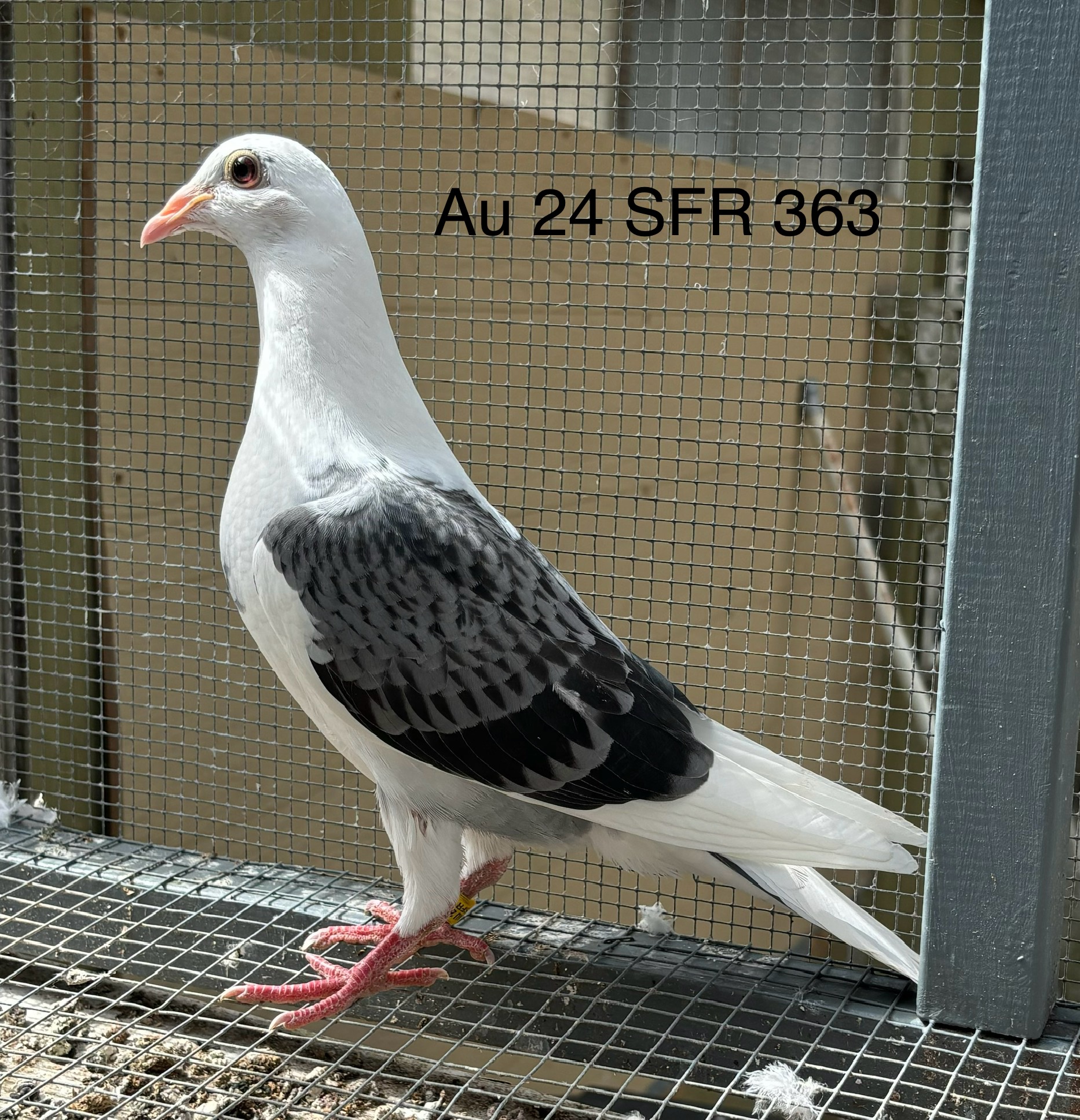 iPigeon.com - Racing Pigeon Auction