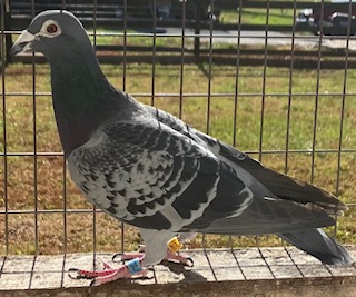 iPigeon.com - Racing Pigeon Auction