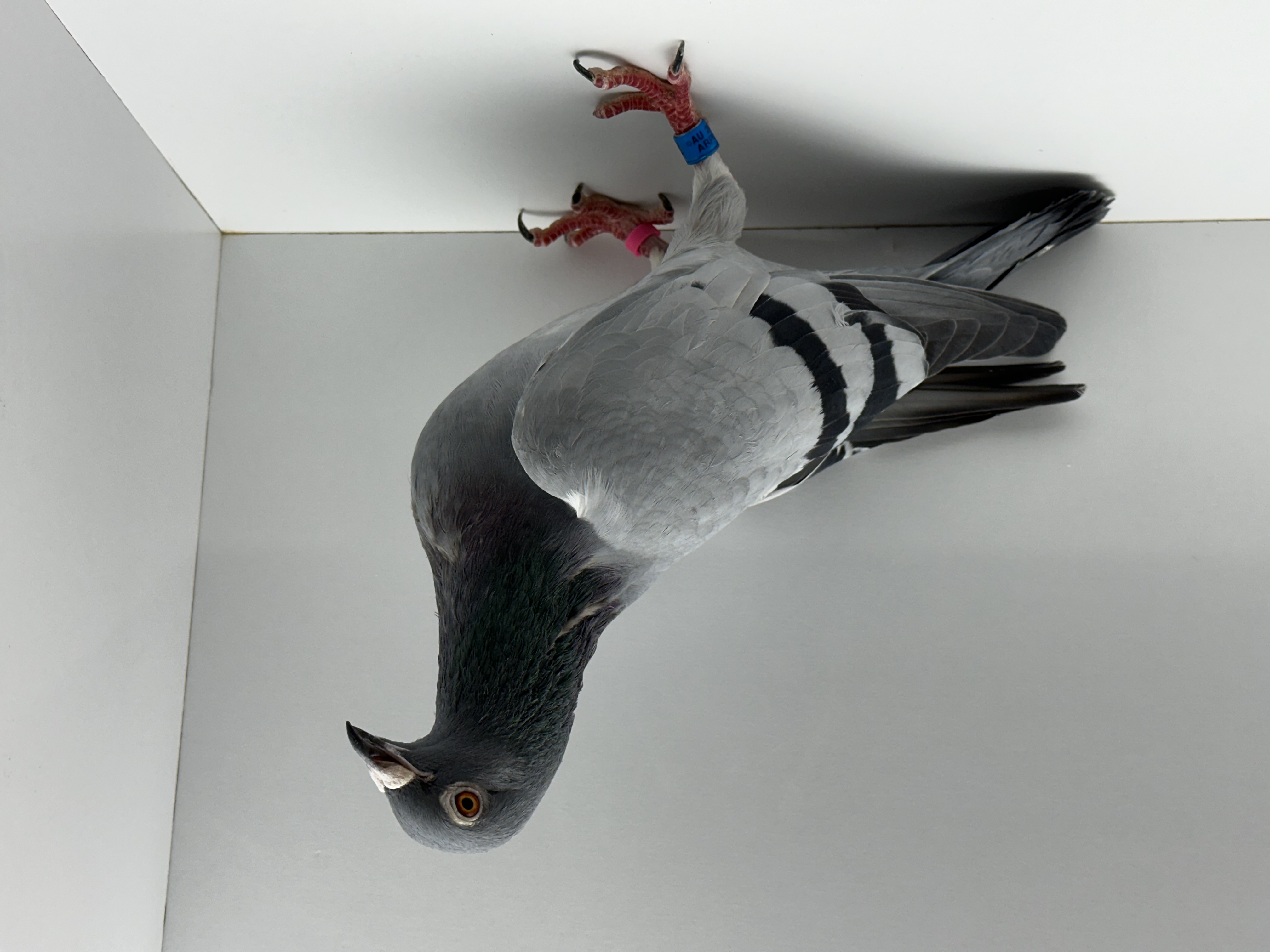 iPigeon.com - Racing Pigeon Auction
