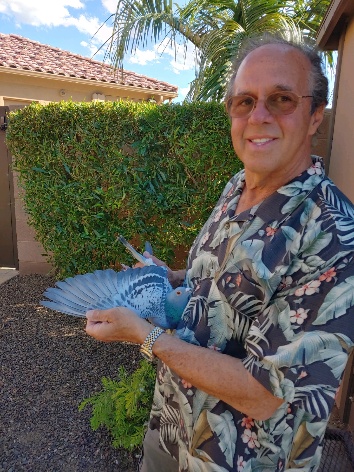 iPigeon.com - Racing Pigeon Auction