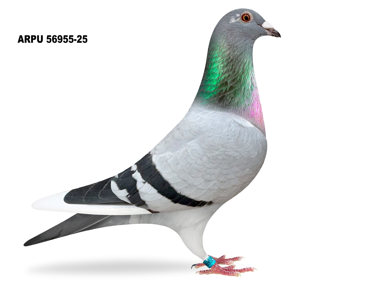 iPigeon.com - Racing Pigeon Auction