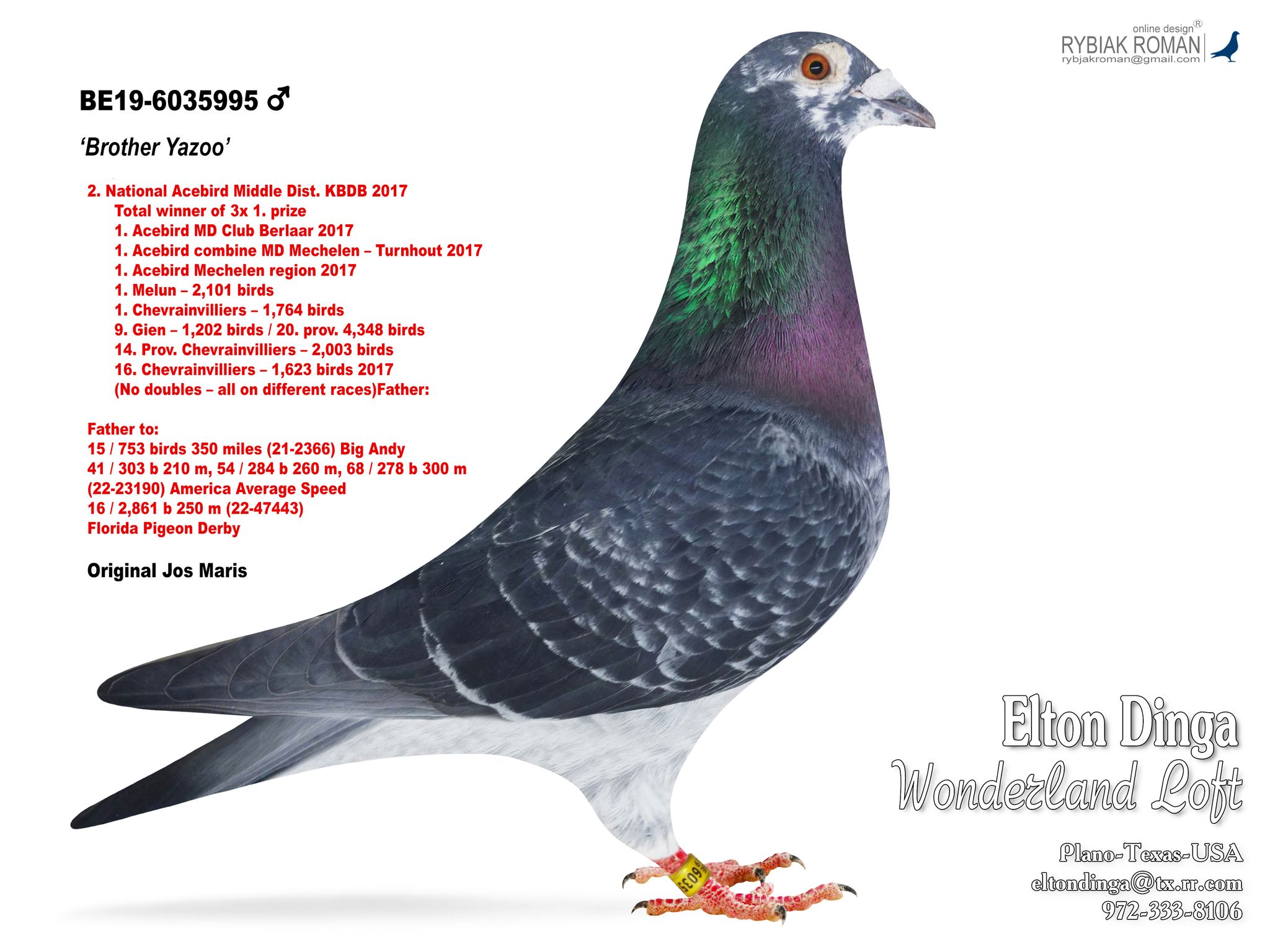 iPigeon.com - Racing Pigeon Auction