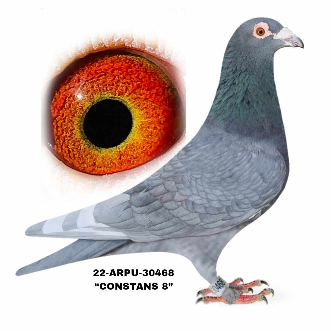 iPigeon.com - Racing Pigeon Auction