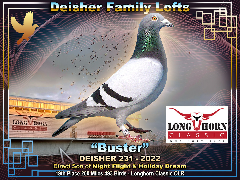 iPigeon.com - Racing Pigeon Auction