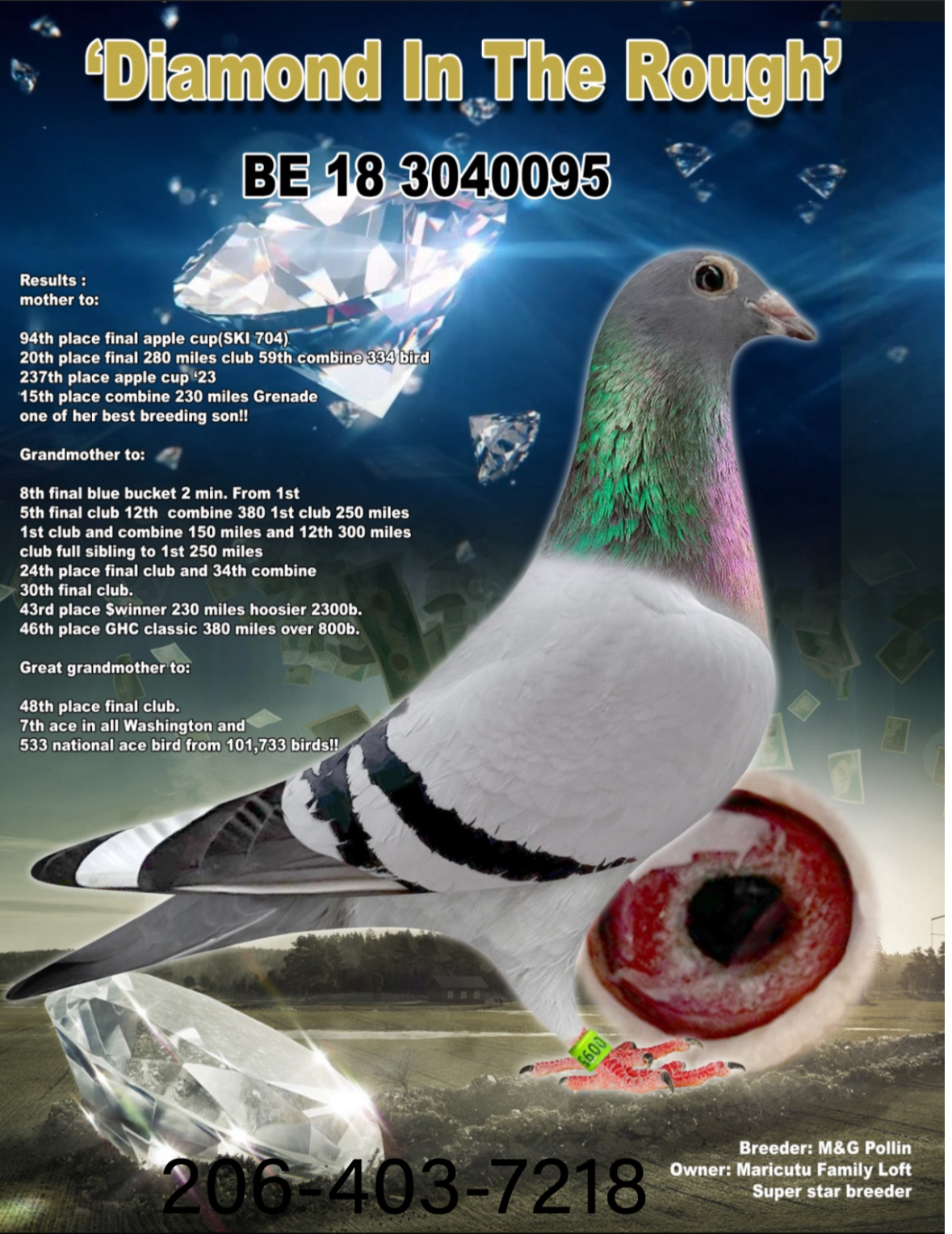 iPigeon.com - Racing Pigeon Auction