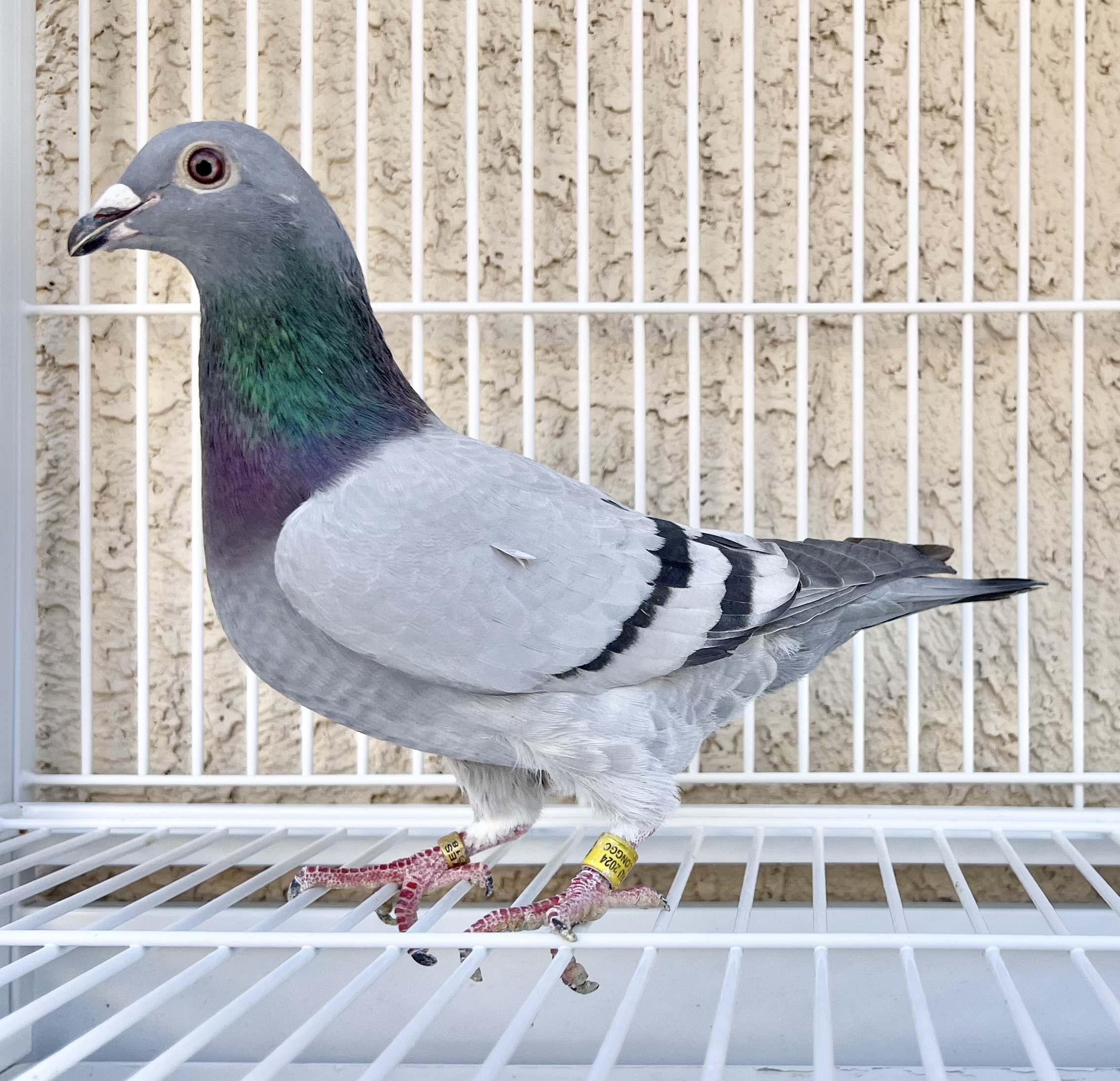 iPigeon.com - Racing Pigeon Auction