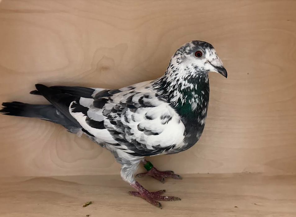iPigeon.com - Racing Pigeon Auction