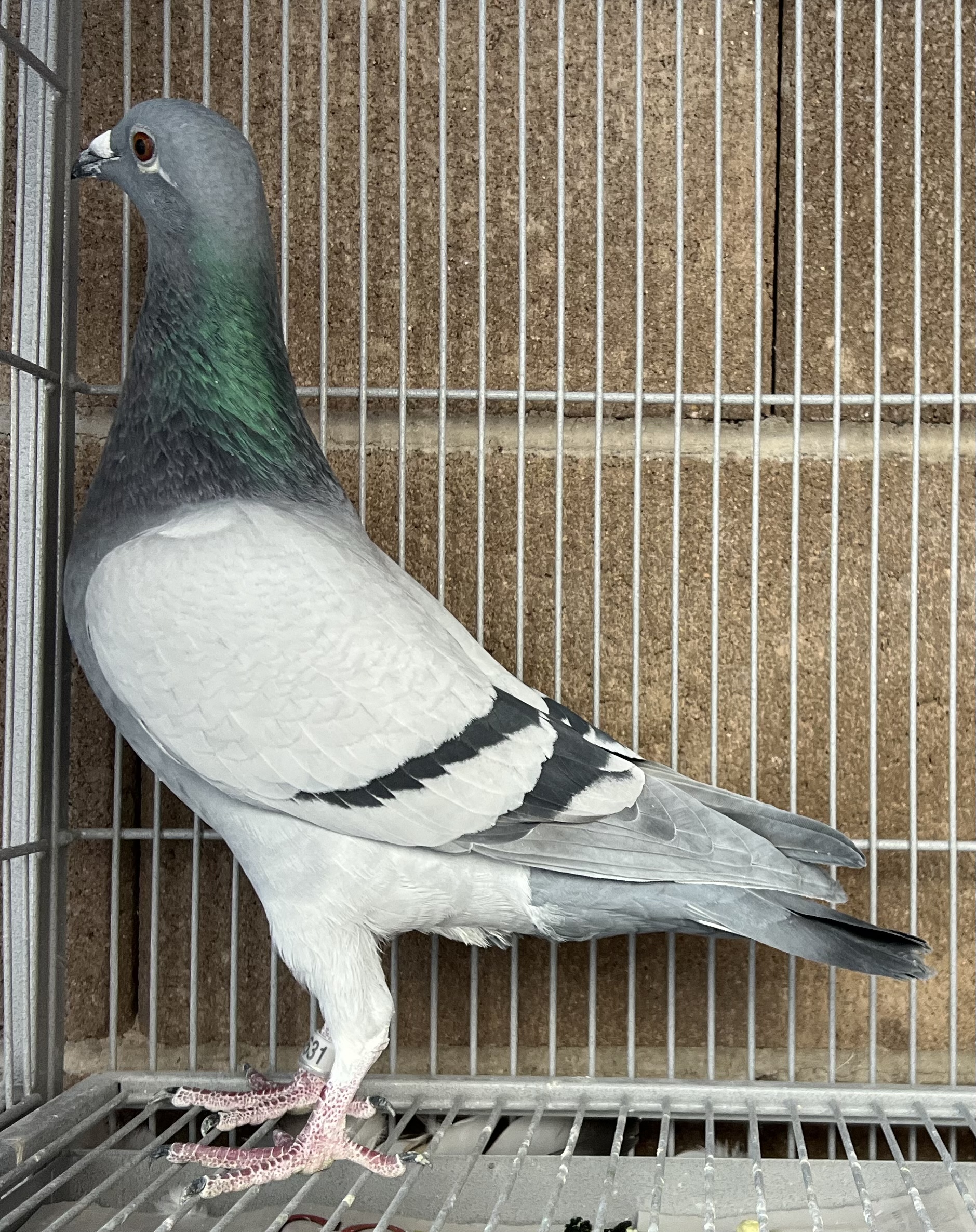 iPigeon.com - Racing Pigeon Auction