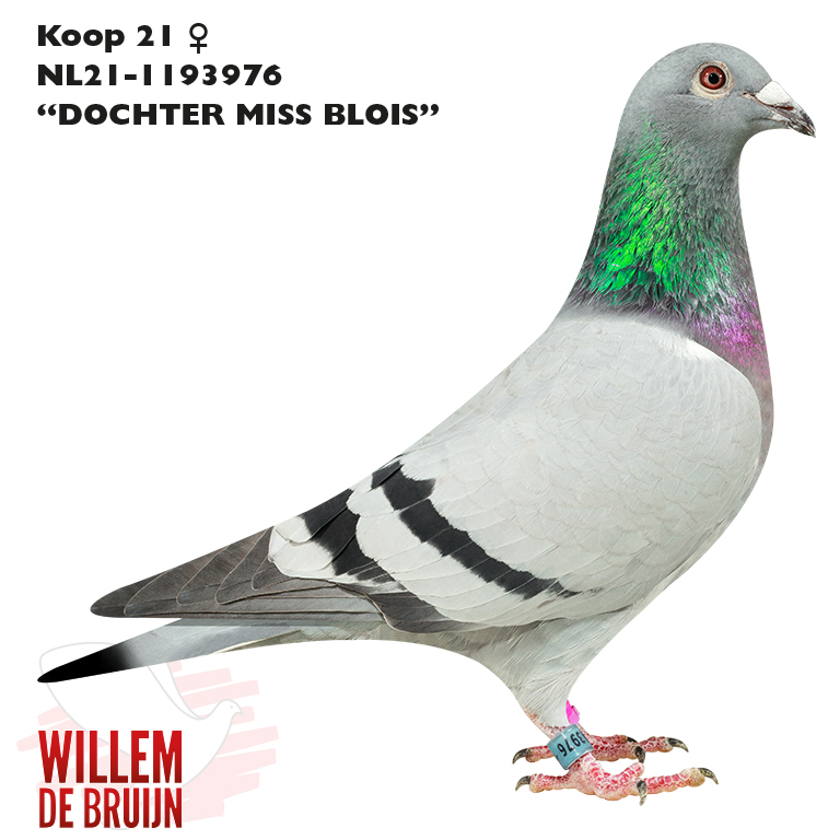 iPigeon.com - Racing Pigeon Auction