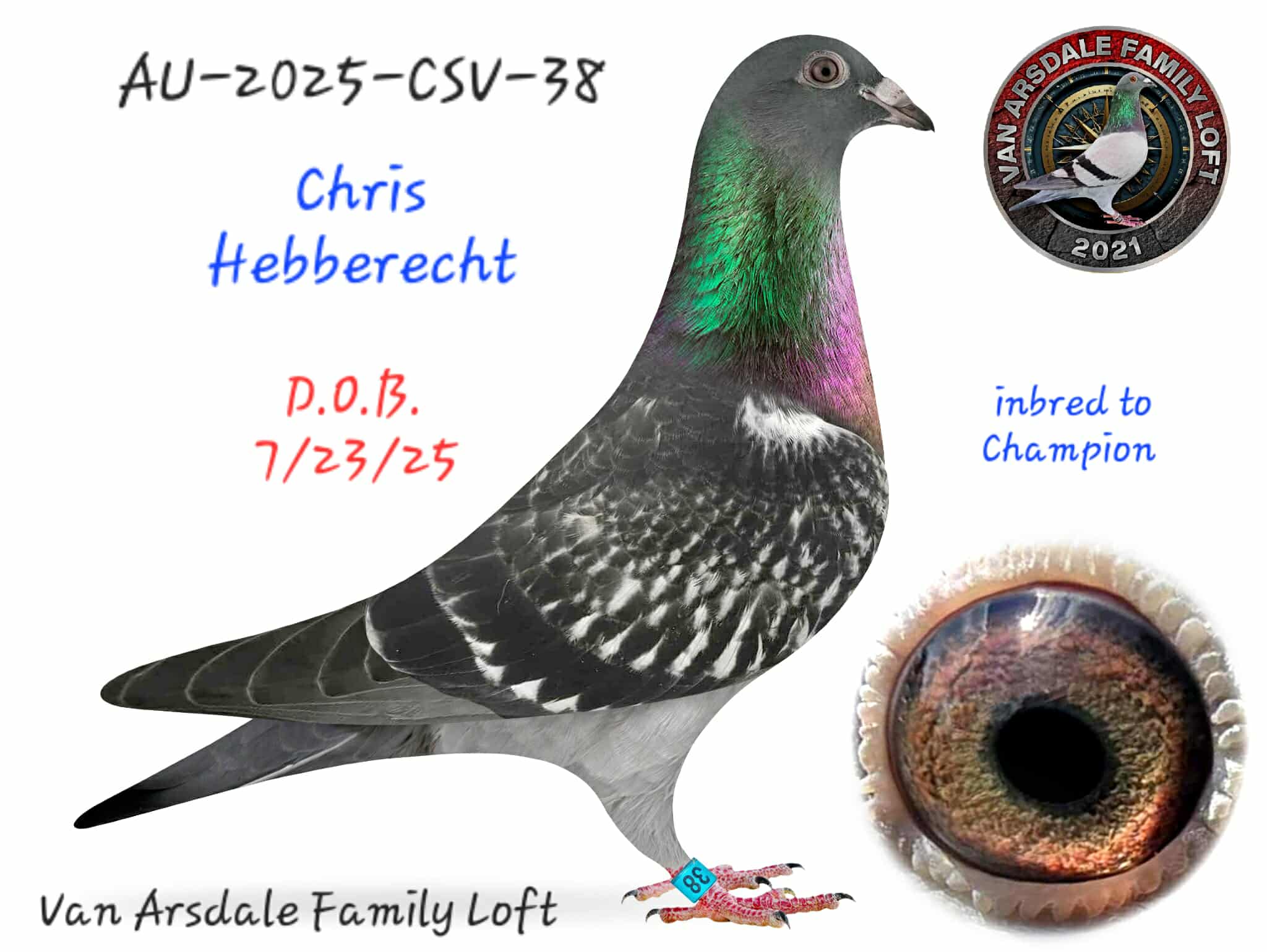 iPigeon.com - Racing Pigeon Auction