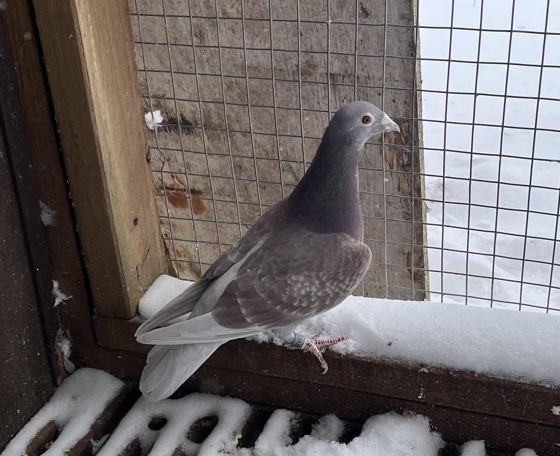 iPigeon.com - Racing Pigeon Auction