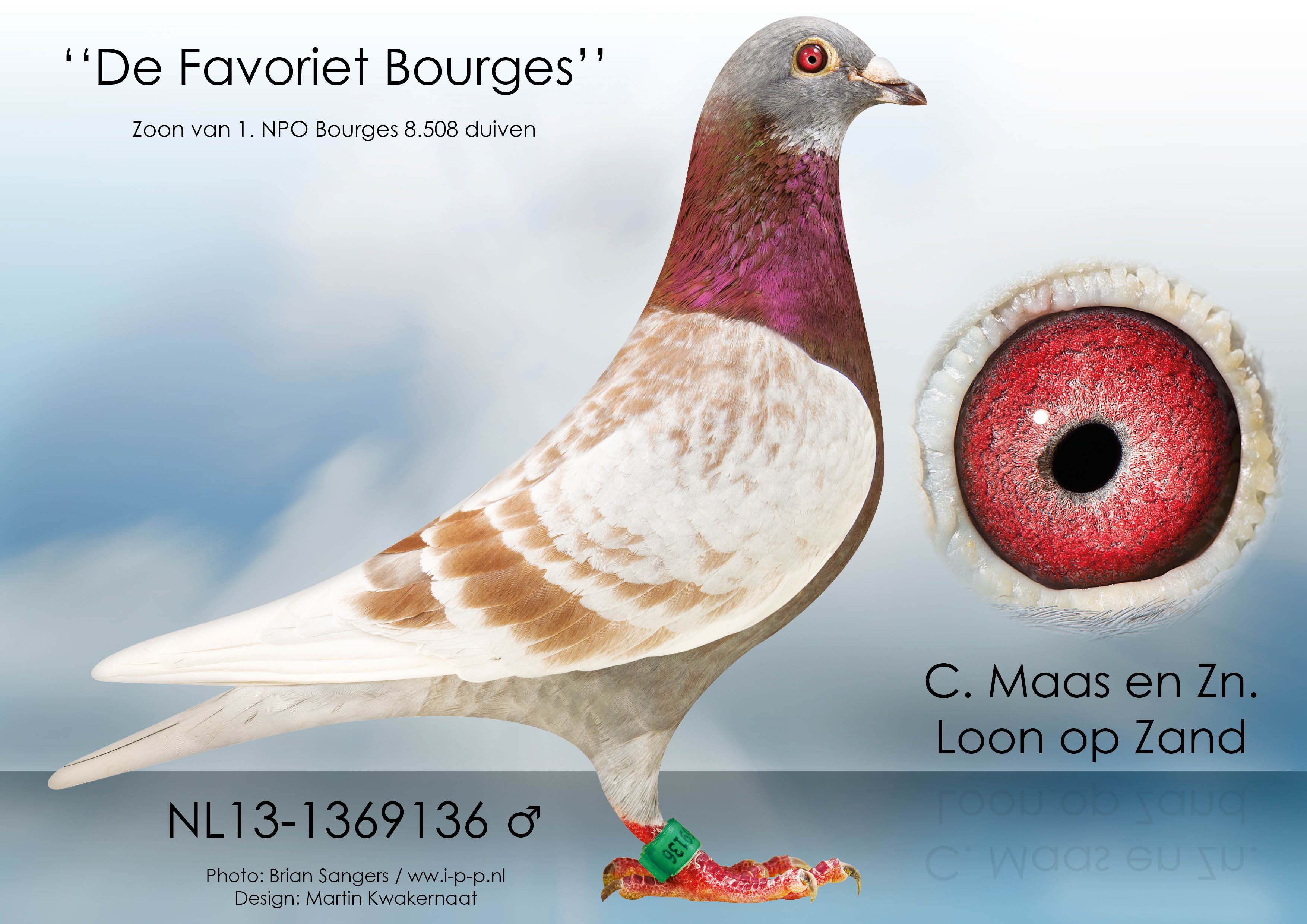 iPigeon.com - Racing Pigeon Auction