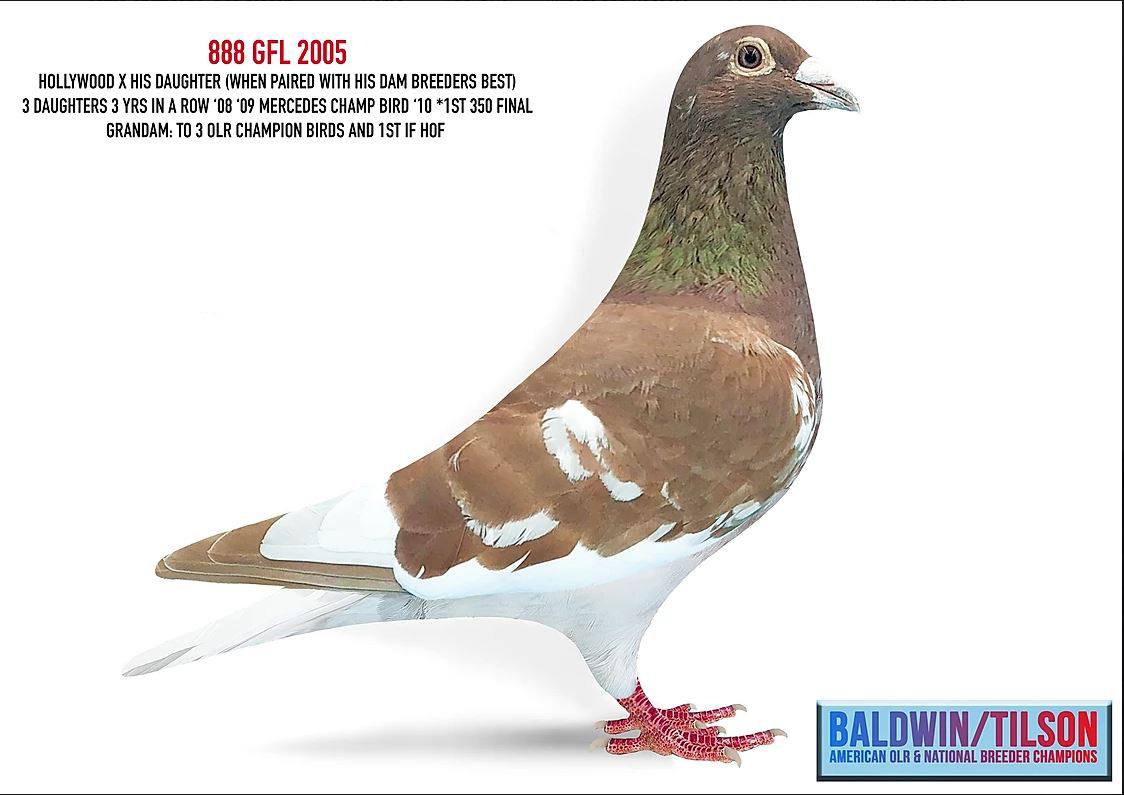 iPigeon.com - Racing Pigeon Auction