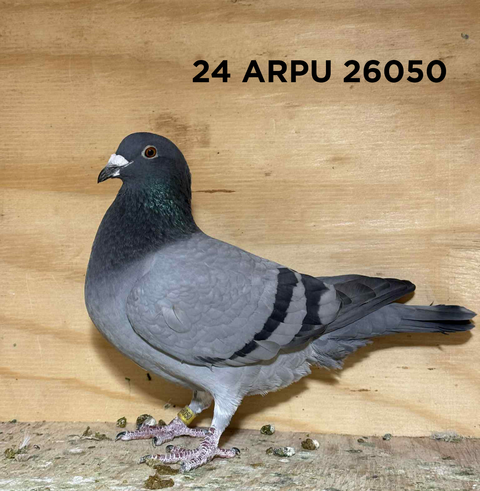 iPigeon.com - Racing Pigeon Auction