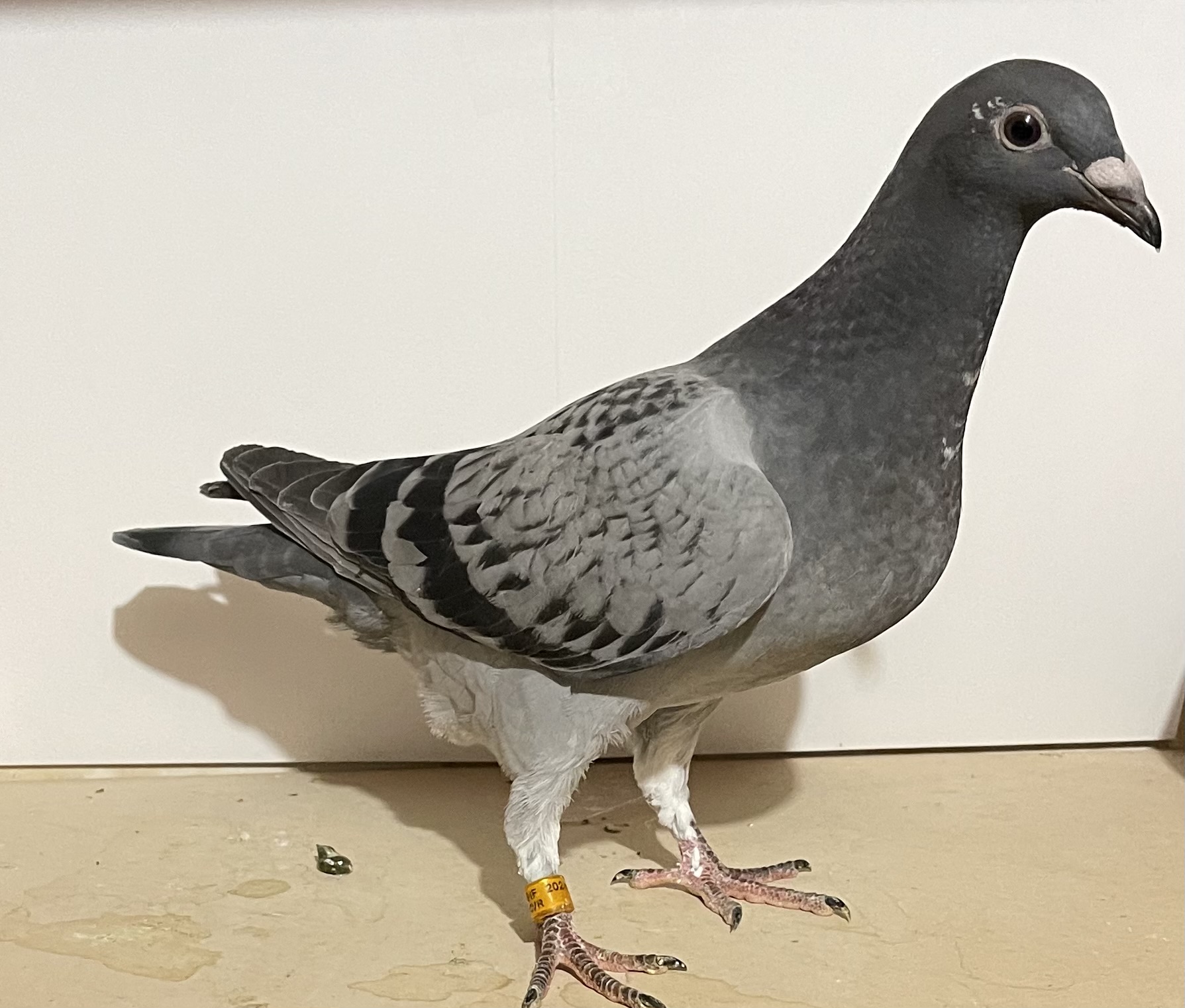 iPigeon.com - Racing Pigeon Auction