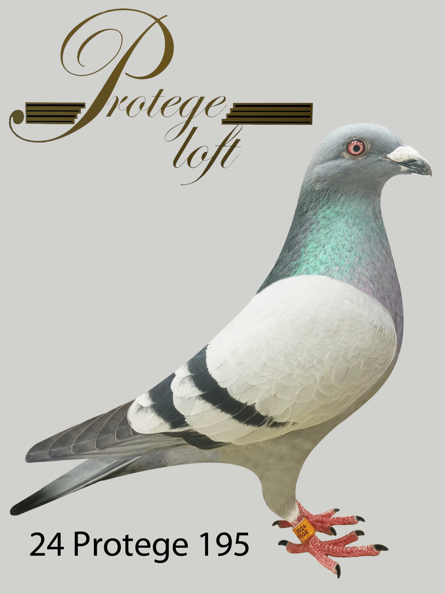 iPigeon.com - Racing Pigeon Auction