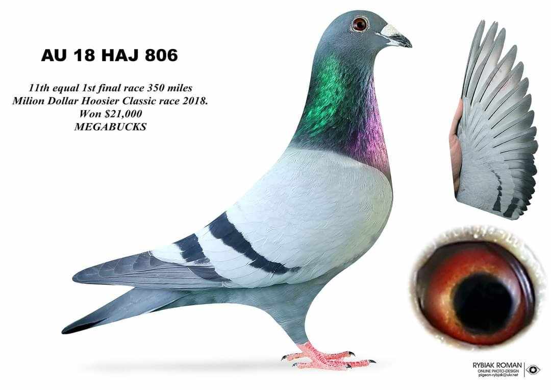 iPigeon.com - Racing Pigeon Auction