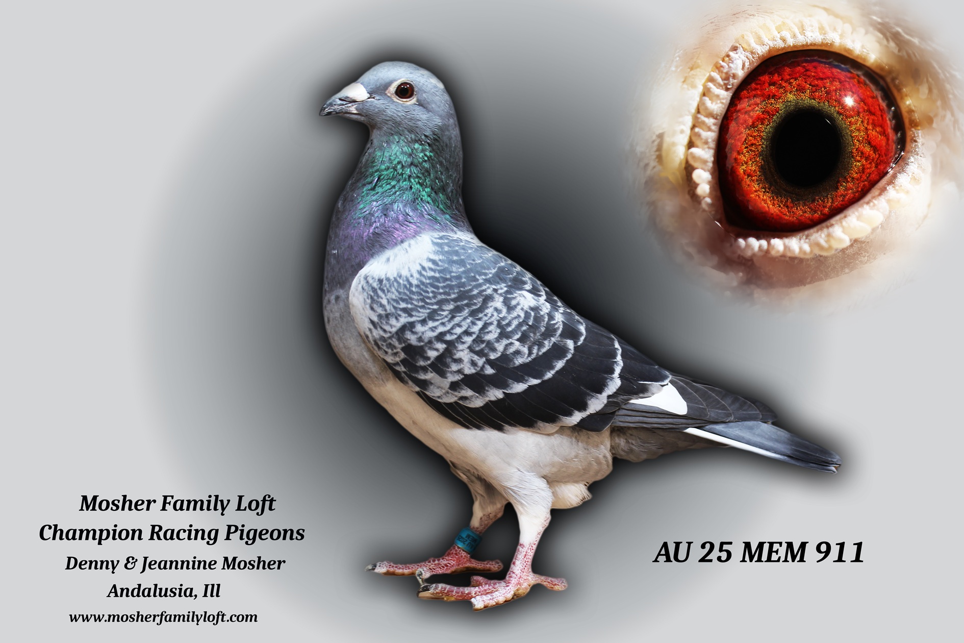 iPigeon.com - Racing Pigeon Auction