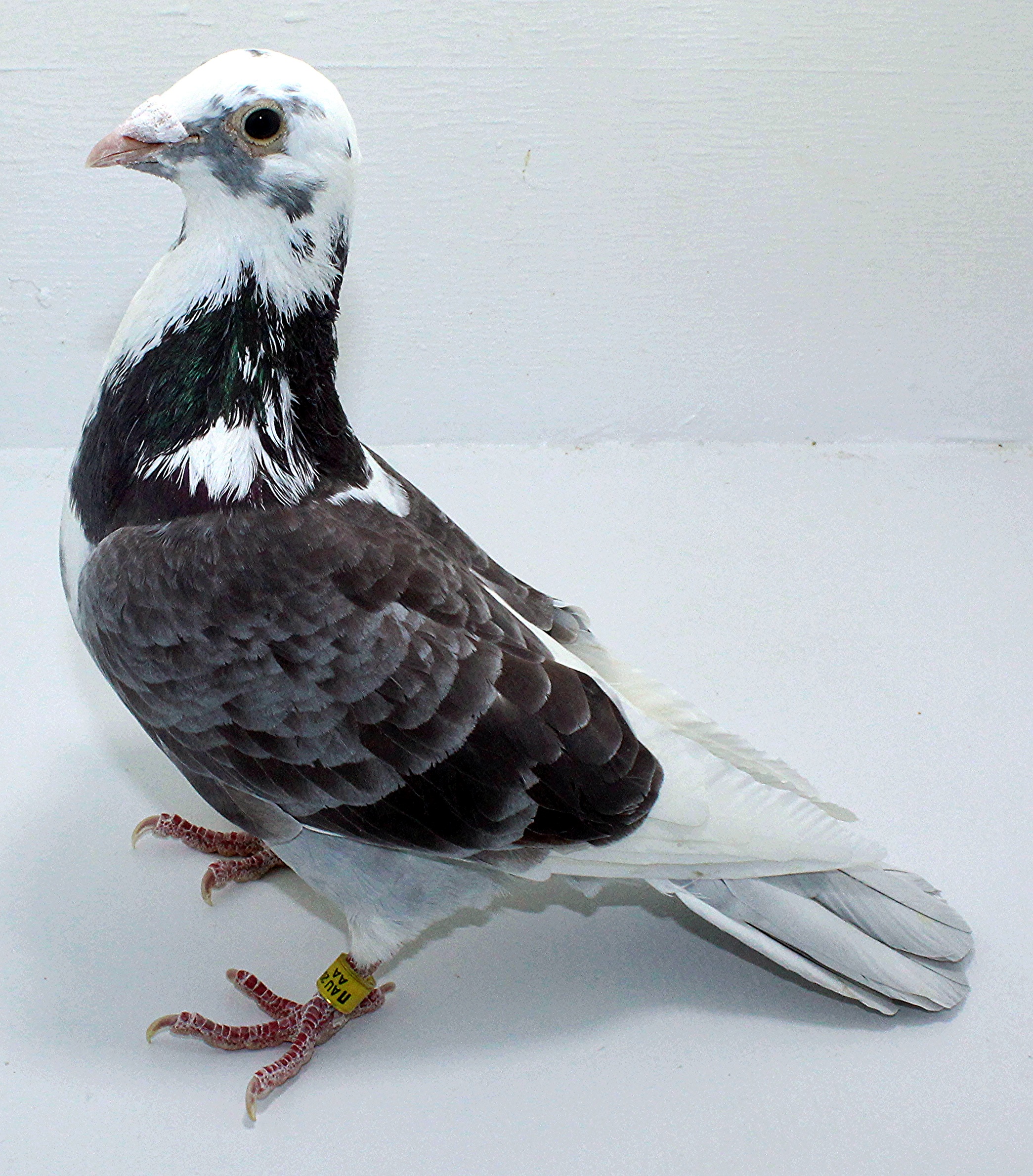 iPigeon.com - Racing Pigeon Auction