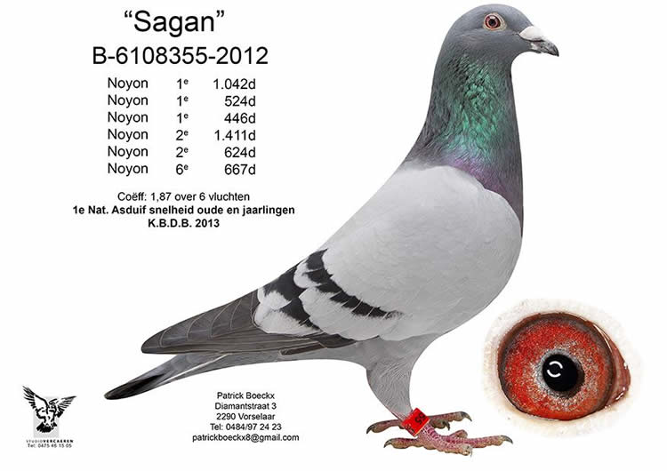 iPigeon.com - Racing Pigeon Auction
