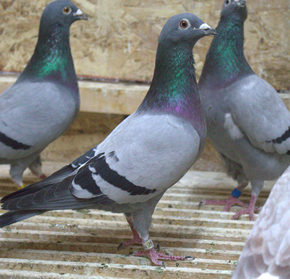 iPigeon.com - Racing Pigeon Auction