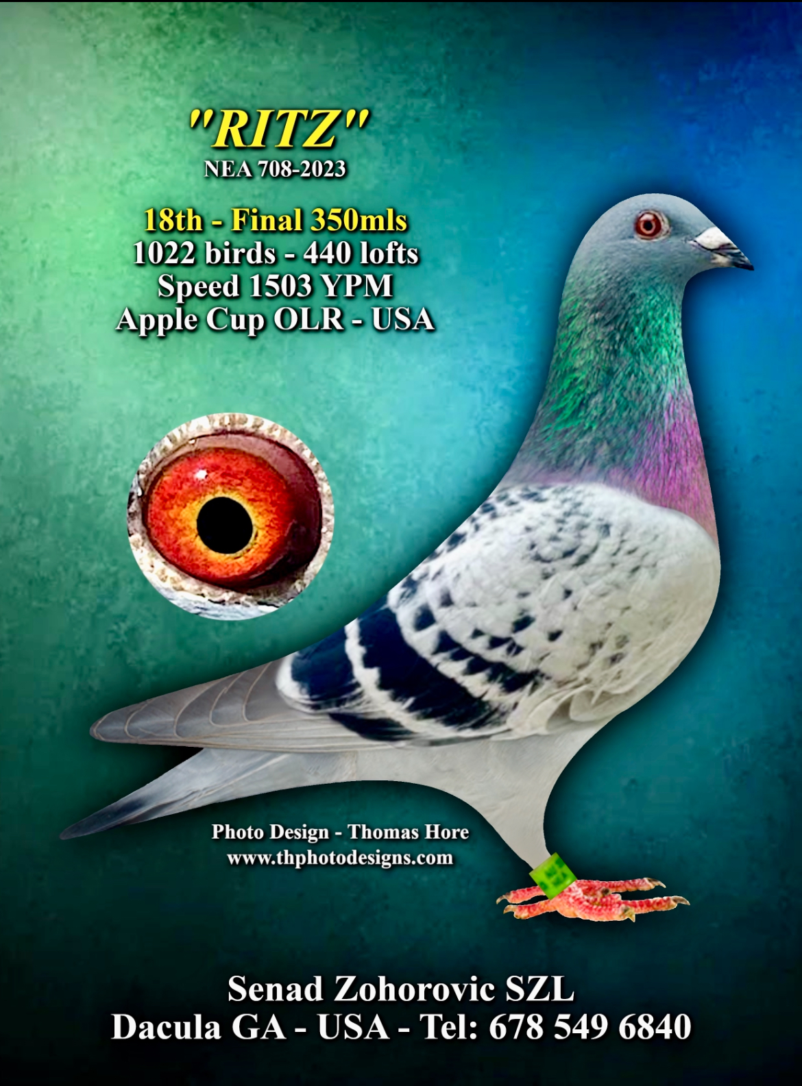 IPigeon Racing Pigeon Auction IPigeon Racing Pigeon Auction