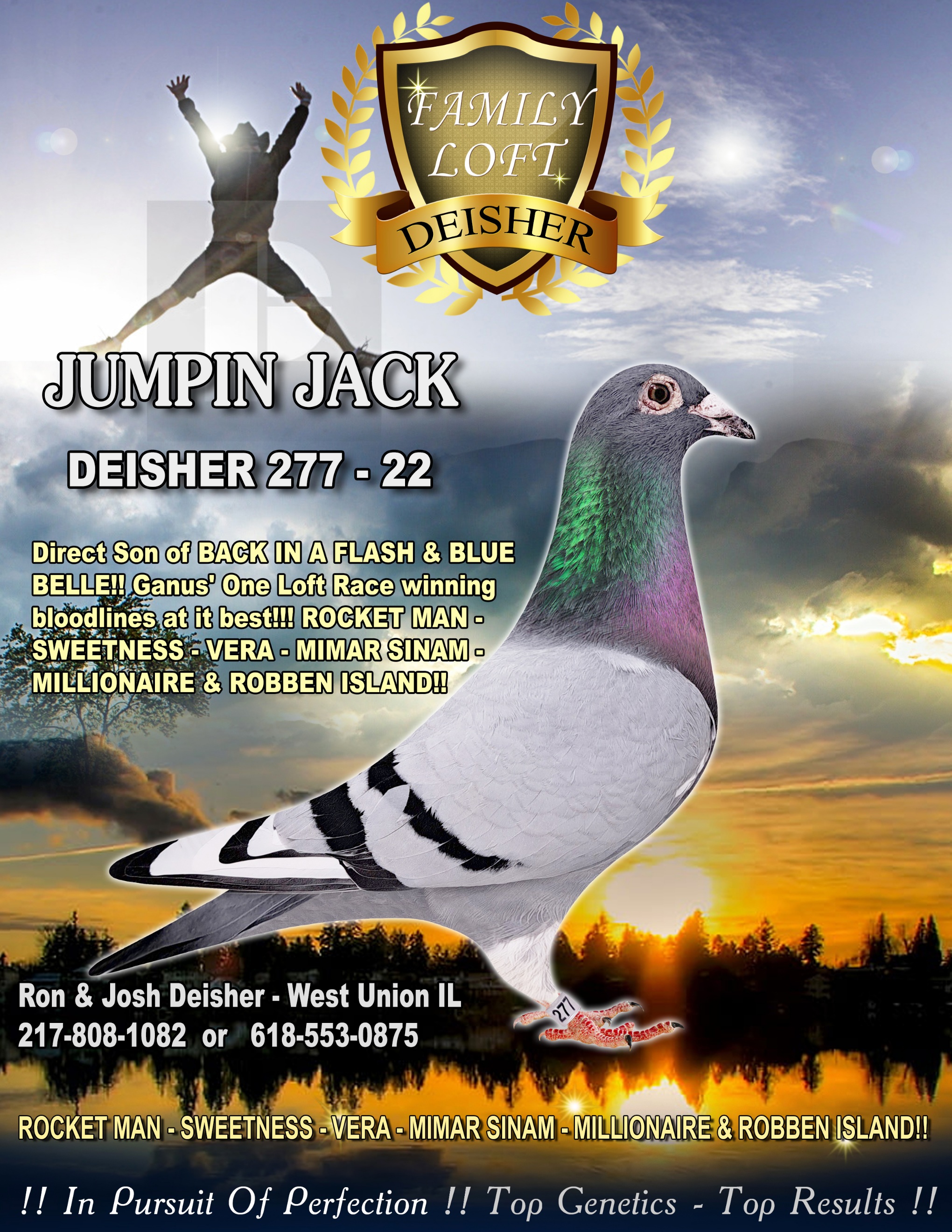 iPigeon.com - Racing Pigeon Auction