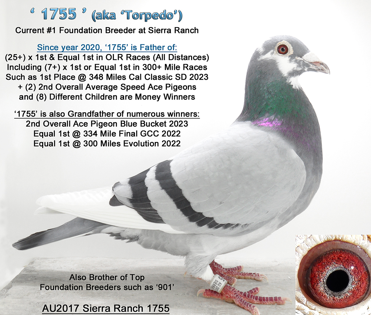 iPigeon.com - Racing Pigeon Auction