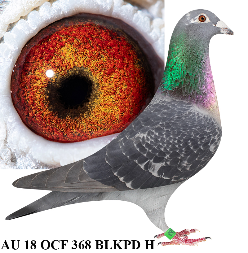 iPigeon.com - Racing Pigeon Auction