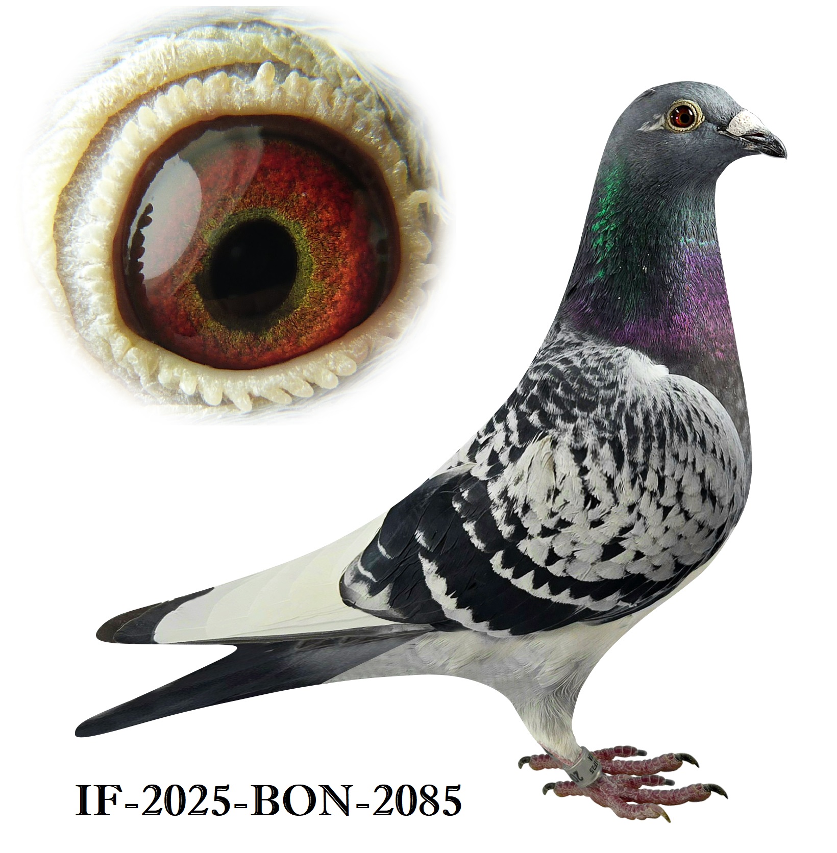 iPigeon.com - Racing Pigeon Auction