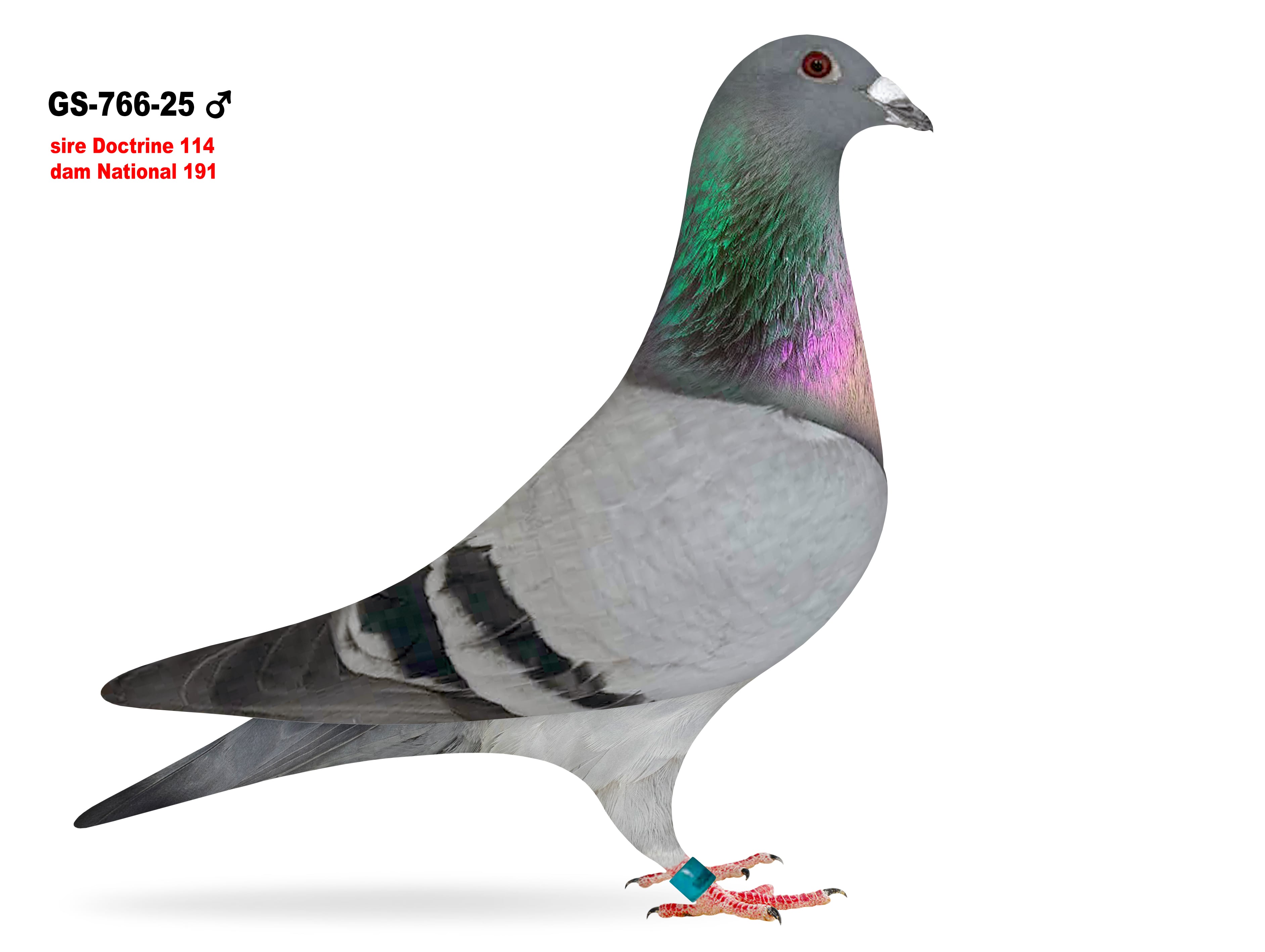 iPigeon.com - Racing Pigeon Auction