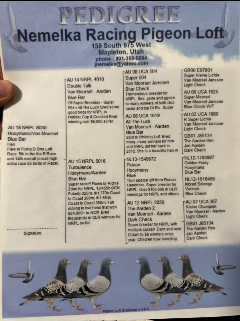 iPigeon.com - Racing Pigeon Auction