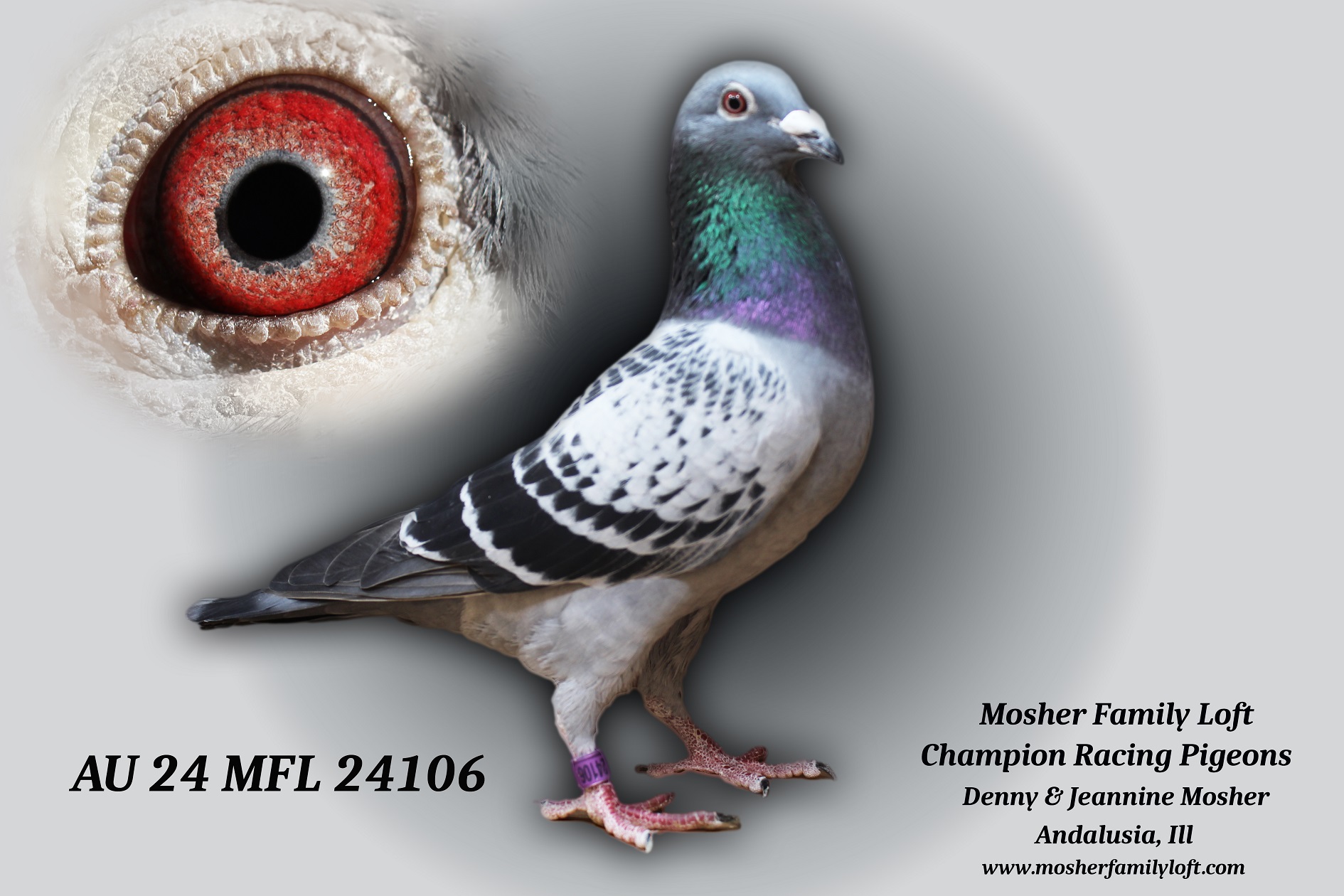 iPigeon.com - Racing Pigeon Auction