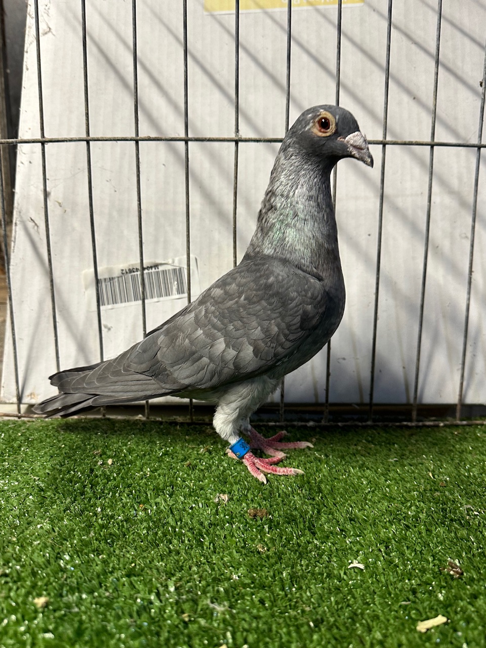 iPigeon.com - Racing Pigeon Auction