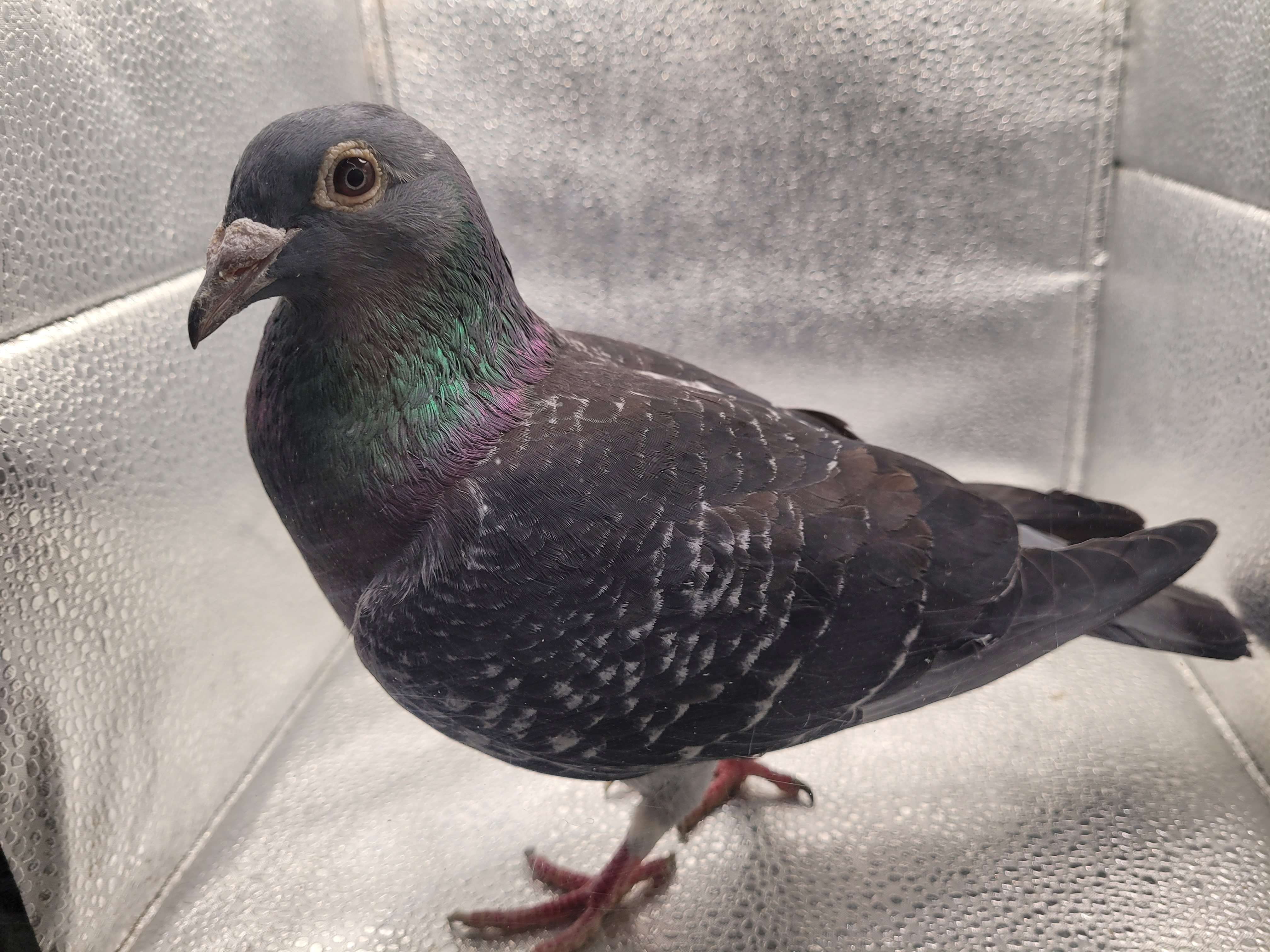 iPigeon.com - Racing Pigeon Auction
